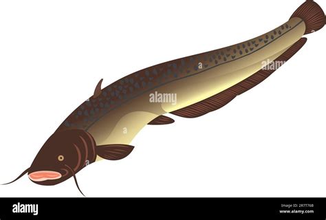 The Big Catfish Predatory Fish Large Extraction Stock Vector Image
