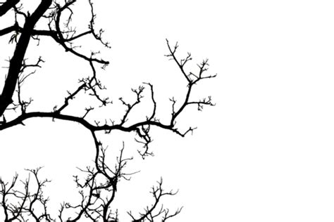 Tree Silhouette PNGs For Free Download