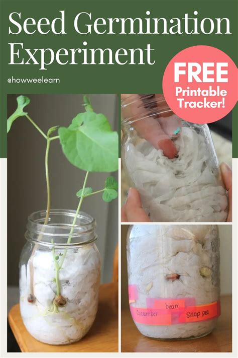 seed germination experiment the results