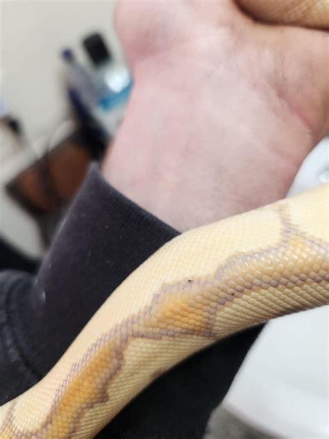 New Python Possible Mites Rsnakes