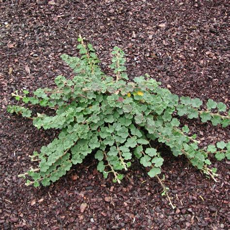 Rubus Betty Ashburner