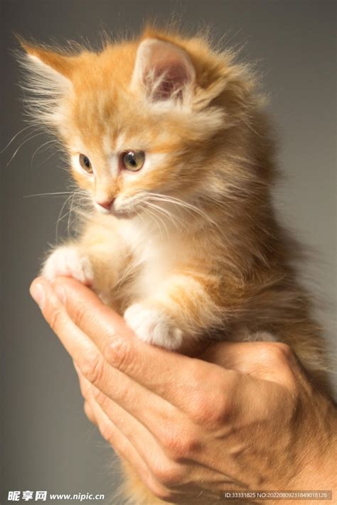 猫摄影图 家禽家畜 生物世界 摄影图库 昵图网
