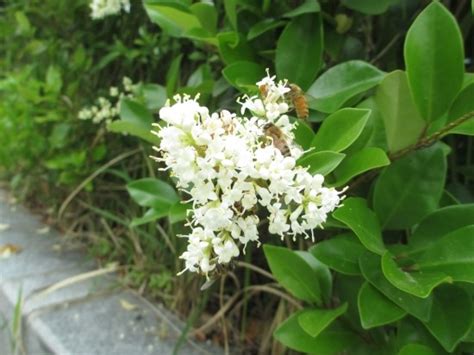 광나무 효능 꽃말 광나무와 쥐똥나무 비교 네이버 블로그