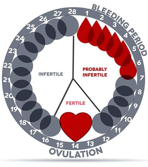 Ovulation Calculator Menstrual Cycle