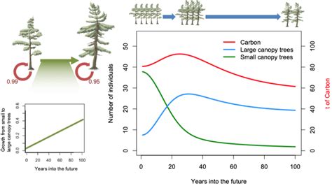 Forest Carbon Storage At Susan Jaimes Blog