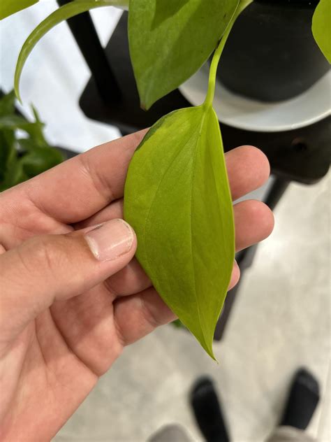 Lemon Lime Pothos Reverting R Pothos
