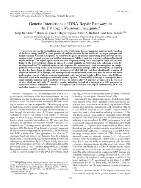 Genetic Interactions Of Dna Repair Pathways In Pdf Dna Repair Mutation