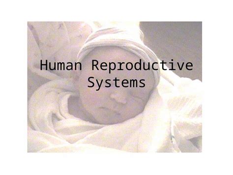Ppt Human Reproductive Systems Functions Of The Reproductive System