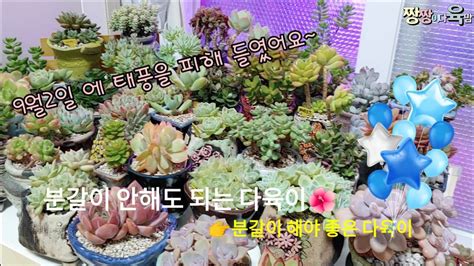 다육이키우기 🌺가을 분갈이 안해도 되는 다육이🌸분갈이 해줘야 좋은 다육이🌿💐 Youtube