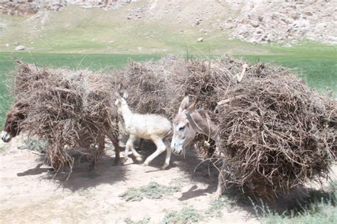 Abdul Qader Fakhri Posted On Linkedin