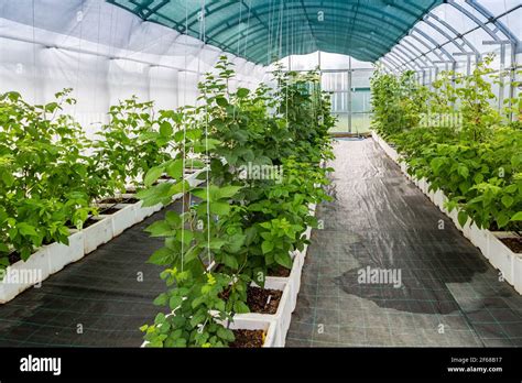 Raspberry Cultivation Raspberry Mother Plant In A Greenhouse Raspberry Plants Growing In A