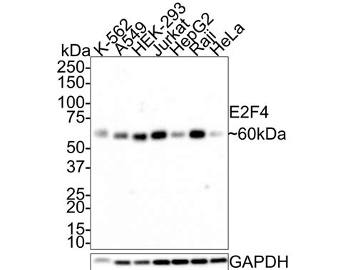 E2f4 Recombinant Rabbit Monoclonal Antibody [je40 78] Ha721374 Huabio
