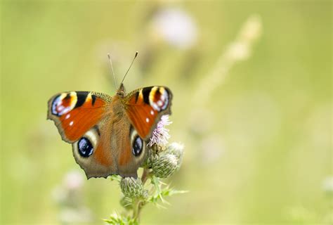 Gallery Macro Diffuser