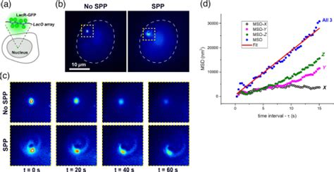 Three Dimensional Tracking Using A Single Spot Rotating Point Spread Function Created By A