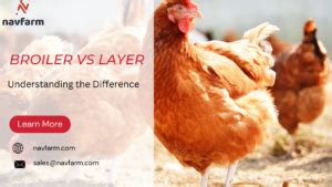Broiler Vs Layer Understanding The Difference