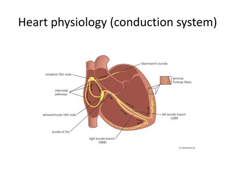 Heart Physiology Conduction System Nursing Pptx