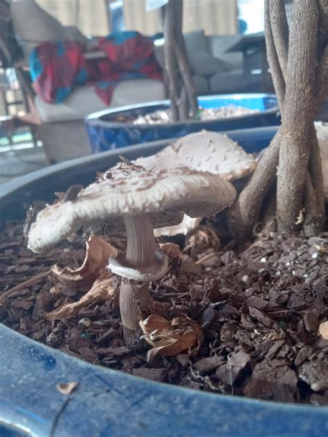 Mushroom Id Edibility Help R Mycology