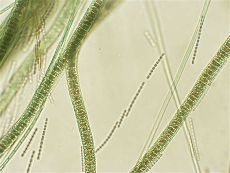 Two Years And Three Months Of Cyanobacteria Chapter 20 Cyanobacteria