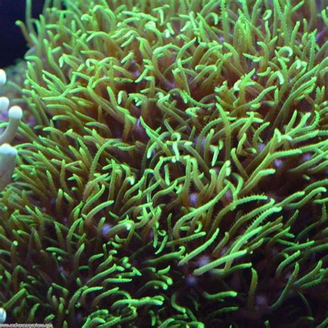 Star Polyps Green