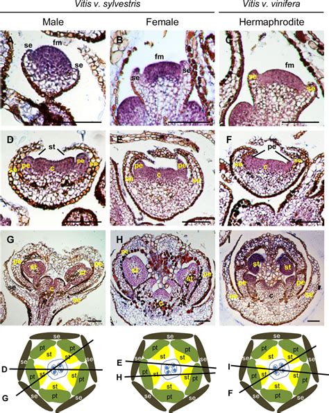 Frontiers Vitis Flower Sex Specification Acts Downstream And