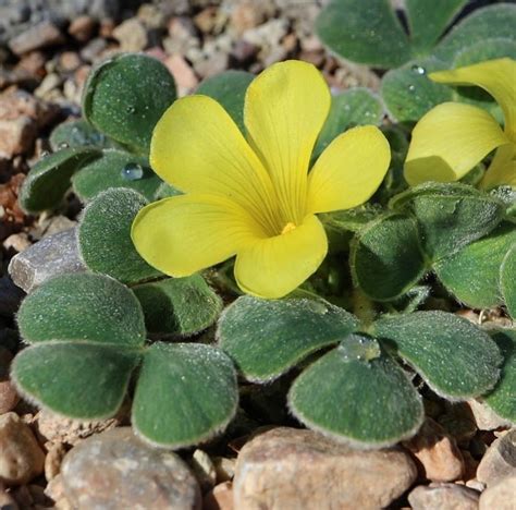 50 Stunning Oxalis Varieties To Brighten Your Garden Houseplant Alley