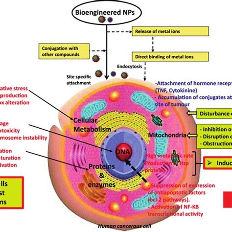 Interaction Of Nanoparticles With Cell Components 22 Copyrights