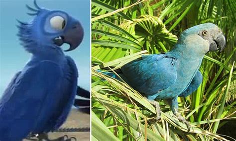 Blue Cockatoo Rio
