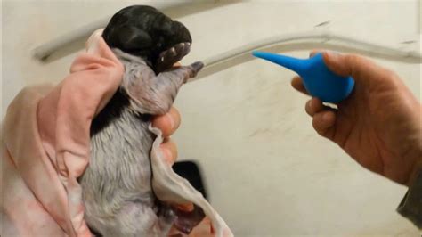 ლეკვების აღზრდა ნაწილი 3 Youtube