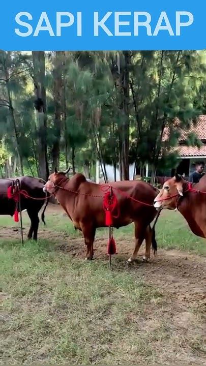 Sapi Kerap Shortvideo Youtube