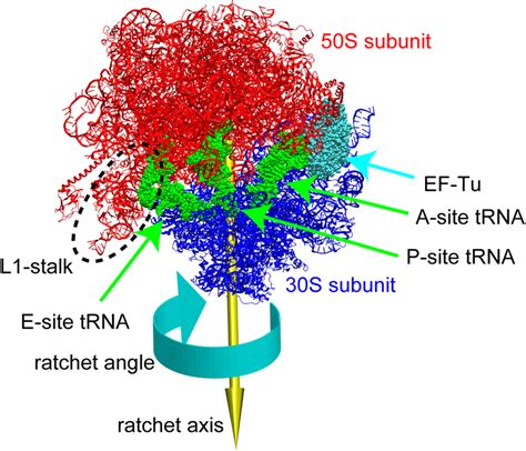 Best Fitting Atomic Model For A 3d Em Density Map Emdb 5030 The 50s