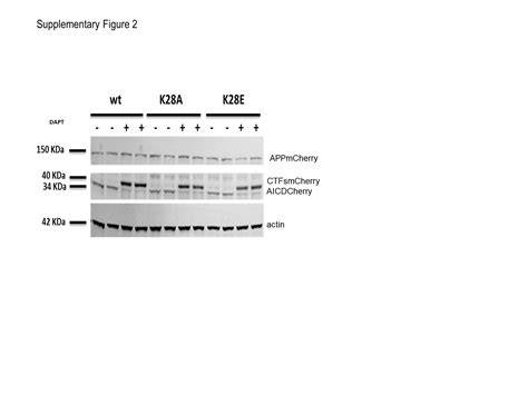 Specific Mutations In The Cholesterol Binding Site Of App Alter Its Processing And Favor The