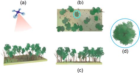 figure 1 from individual tree detection using uav lidar and uav sfm
