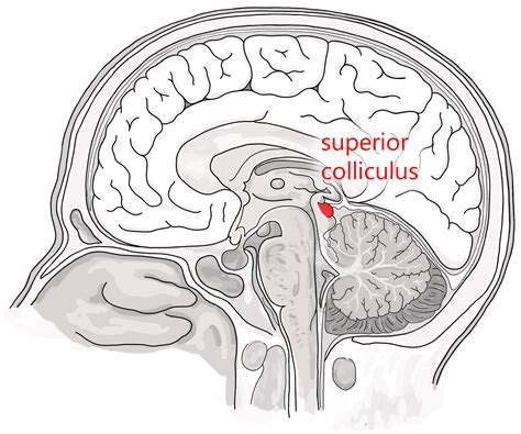 Targets Of The Retinofugal Projection Lateral Geniculate Nucleus