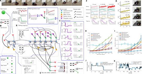 Figure 1 From Designing Worm Inspired Neural Networks For Interpretable