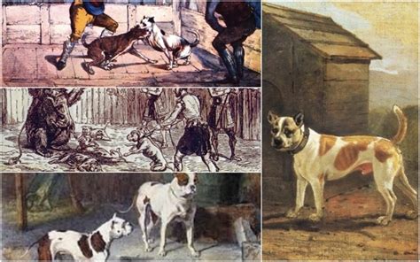 ¿cuál Es El Origen De Los Pitbull La Historia Y Sus Ancestros 2023