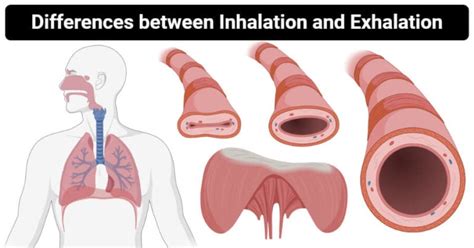 Inhalation Vs Exhalation 15 Differences Examples