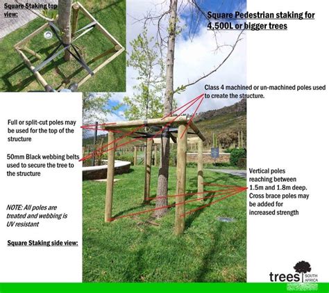 What Is Staking Trees Sa
