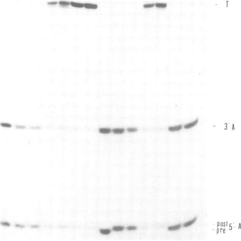 Sequencing Of Rnase V1 Structure Mapping Products Lanes Labeled Oh Download Scientific Diagram