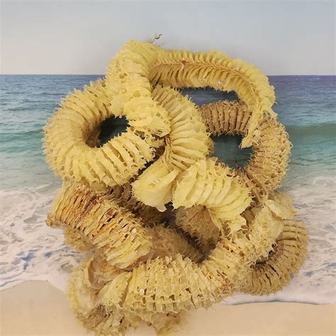 Shell Casing Etsy Shell Casing Etsy