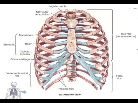 Types Of Ribs Anatomy Rib Cage Flashcards Quizlet