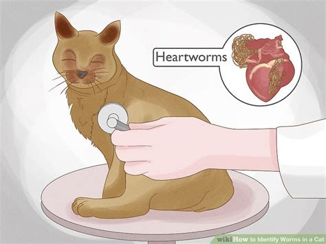 How To Identify Worms In A Cat 14 Steps With Pictures WikiHow