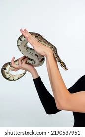 5 709 Girl Python Images Stock Photos Vectors Shutterstock