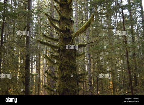 Lichen Tree Hi Res Stock Photography And Images Alamy