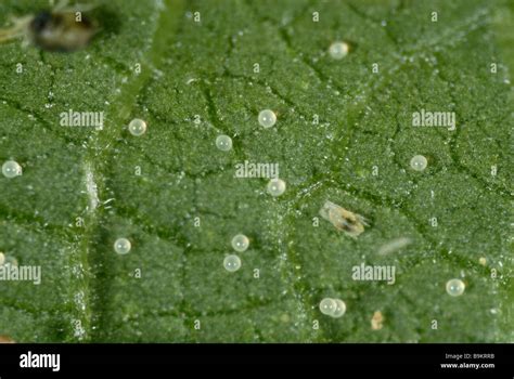 Two Spotted Spider Mite Eggs Tetranychus Urticae On A Plant Leaf
