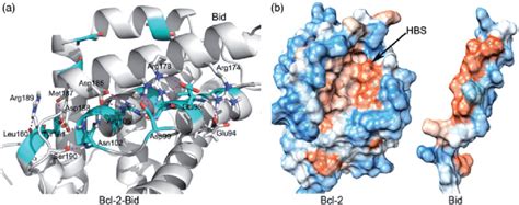 A Decomposition Of Binding Free Energy On A Per Residue Basis In