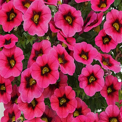 Calibrachoa Sel MiniFamous Neo Pink Dark Punch