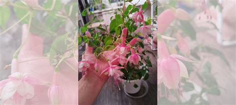 Фуксия купить в Москве | Товары для дома и дачи | Авито