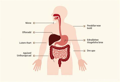 Digestive System Illustration Stable Diffusion Online Digestive System Illustration Stable Diffusion Online