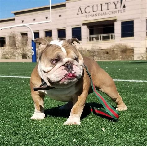 Mini English Bulldog Full Grown Size Mini French Bulldogs Should You