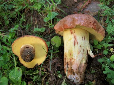 Боровик придаточковый (Butyriboletus appendiculatus) фото и описание